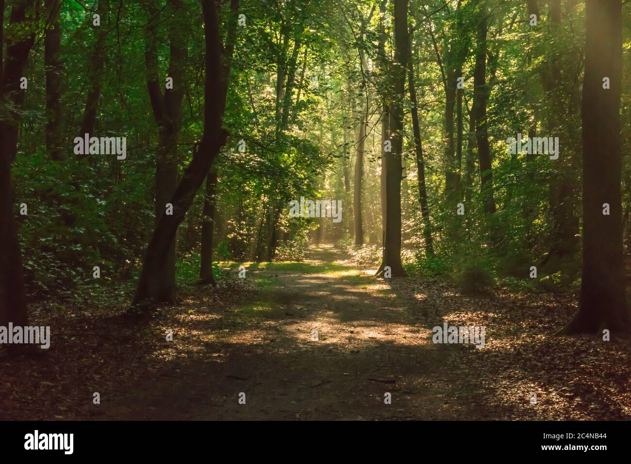 Early summer morining in forest Stock Photo - Alamy