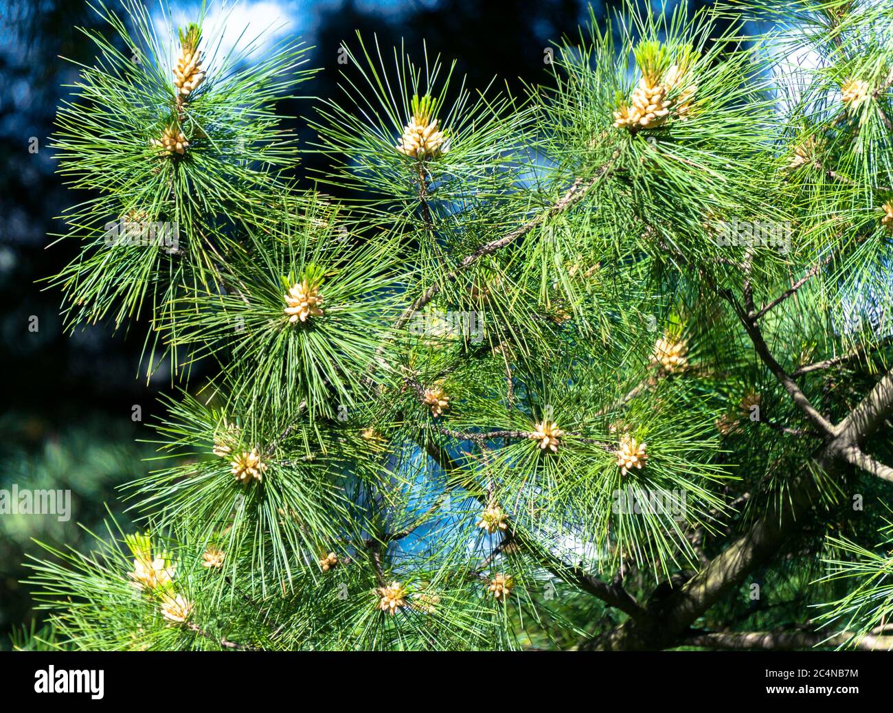 Close up pine branch texture hi-res stock photography and images - Alamy