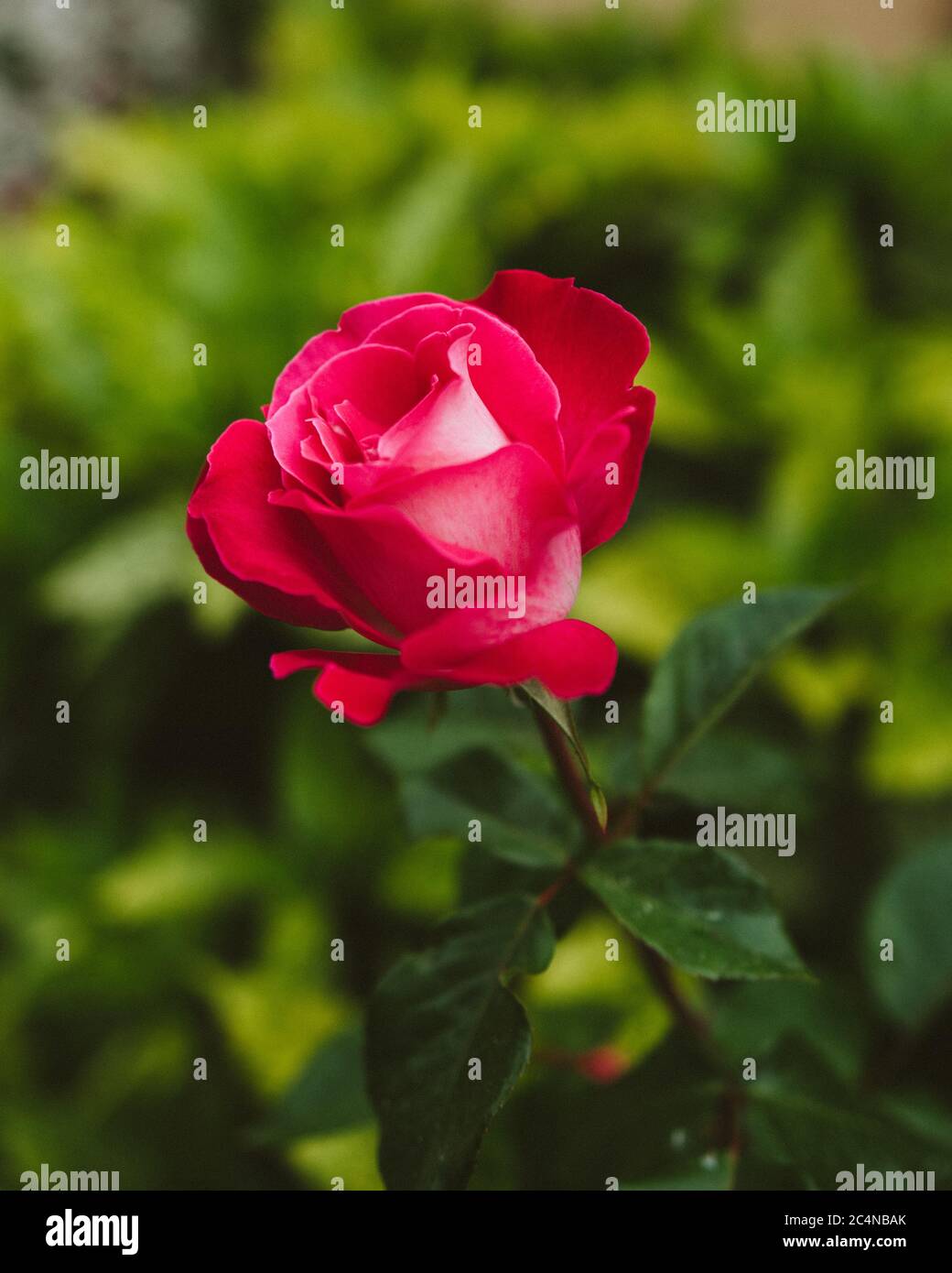 Selective focus of a beautiful pink rose Stock Photo - Alamy