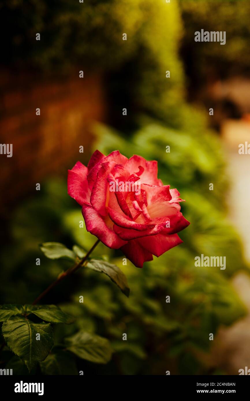 Selective focus of a beautiful pink rose Stock Photo - Alamy