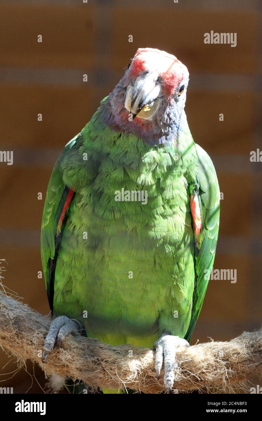 Red tailed amazon parrot hi-res stock photography and images - Alamy