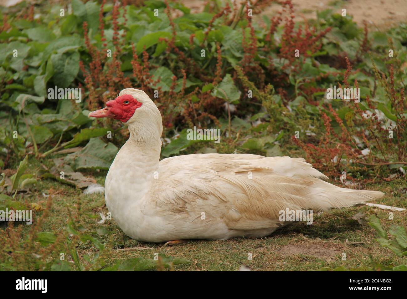 A Large Red Faced Muscovy Duck Animal Stock Photo - Alamy