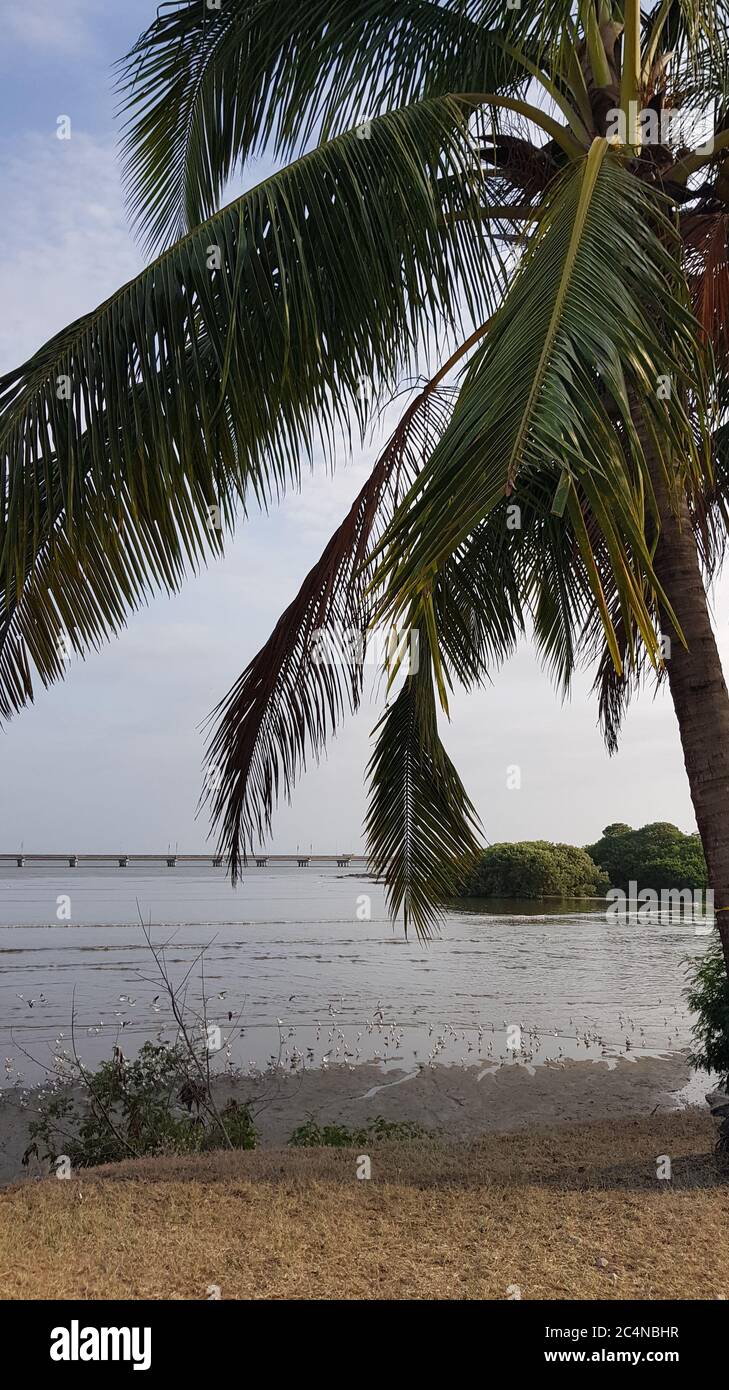 Vertical shot of a coconut tree on the seashore with flocks of birds in ...