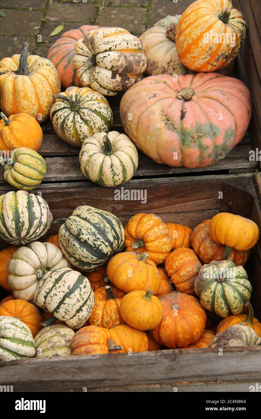 A Collection of Mixed Colours and Sizes of Pumpkins Stock Photo - Alamy