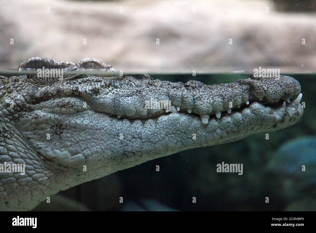 Siam krokodil hi-res stock photography and images - Alamy