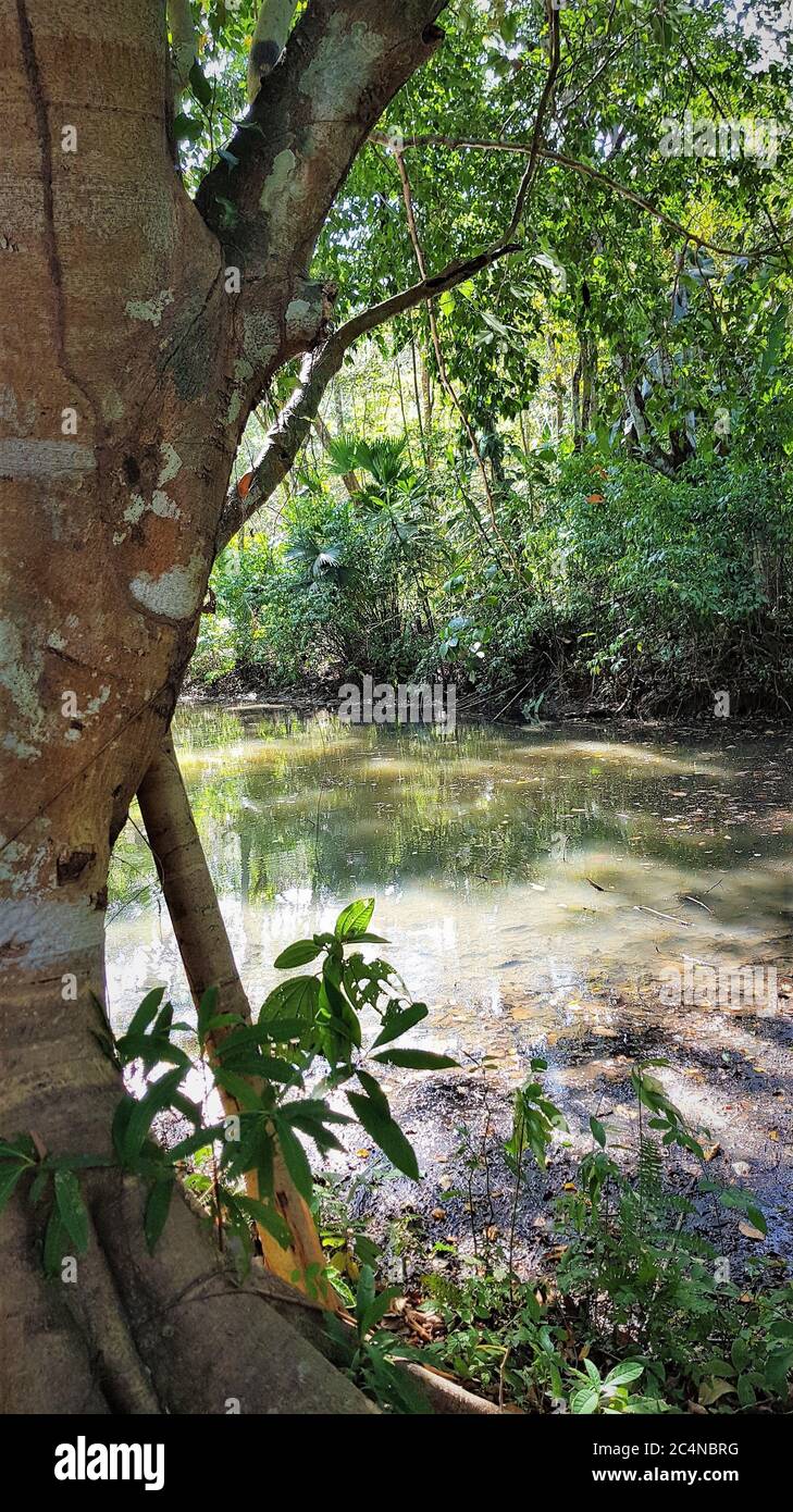 Vertical shot of a swamp on the forest Stock Photo - Alamy