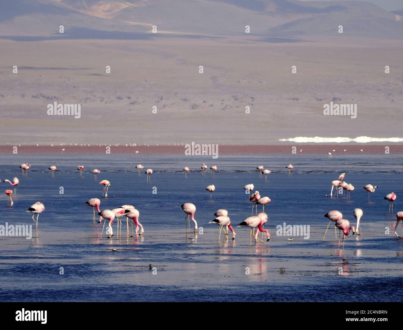 Beautiful shot of pink flamingos standing, fishing and eating in blue ...