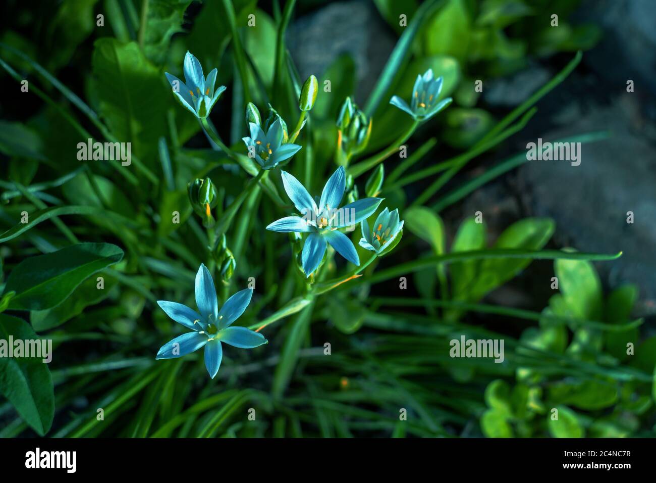 Stellate Flower High Resolution Stock Photography and Images - Alamy