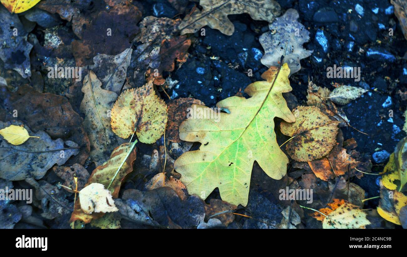 autumn background of fallen leaves oak natural blue green background ...
