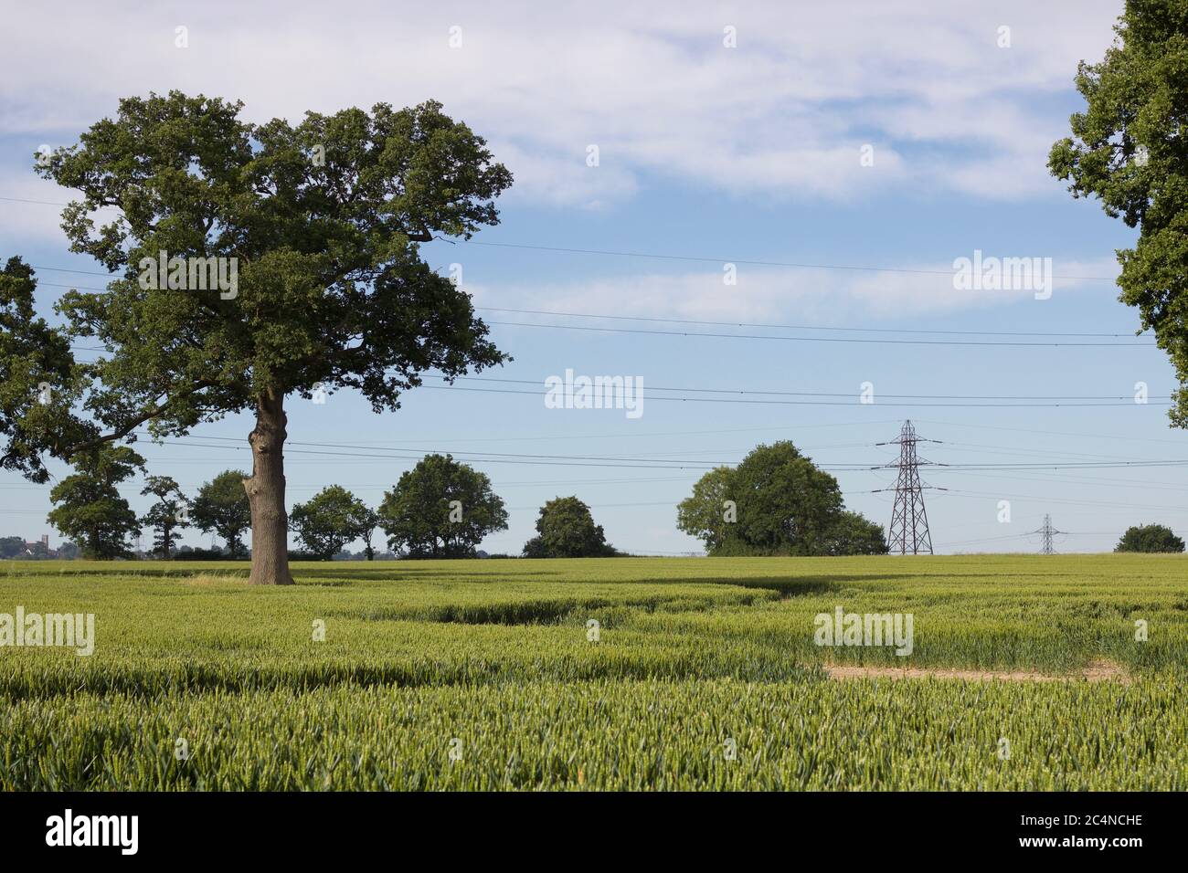 Lush corn field in spring with electricity pylons in the background ...