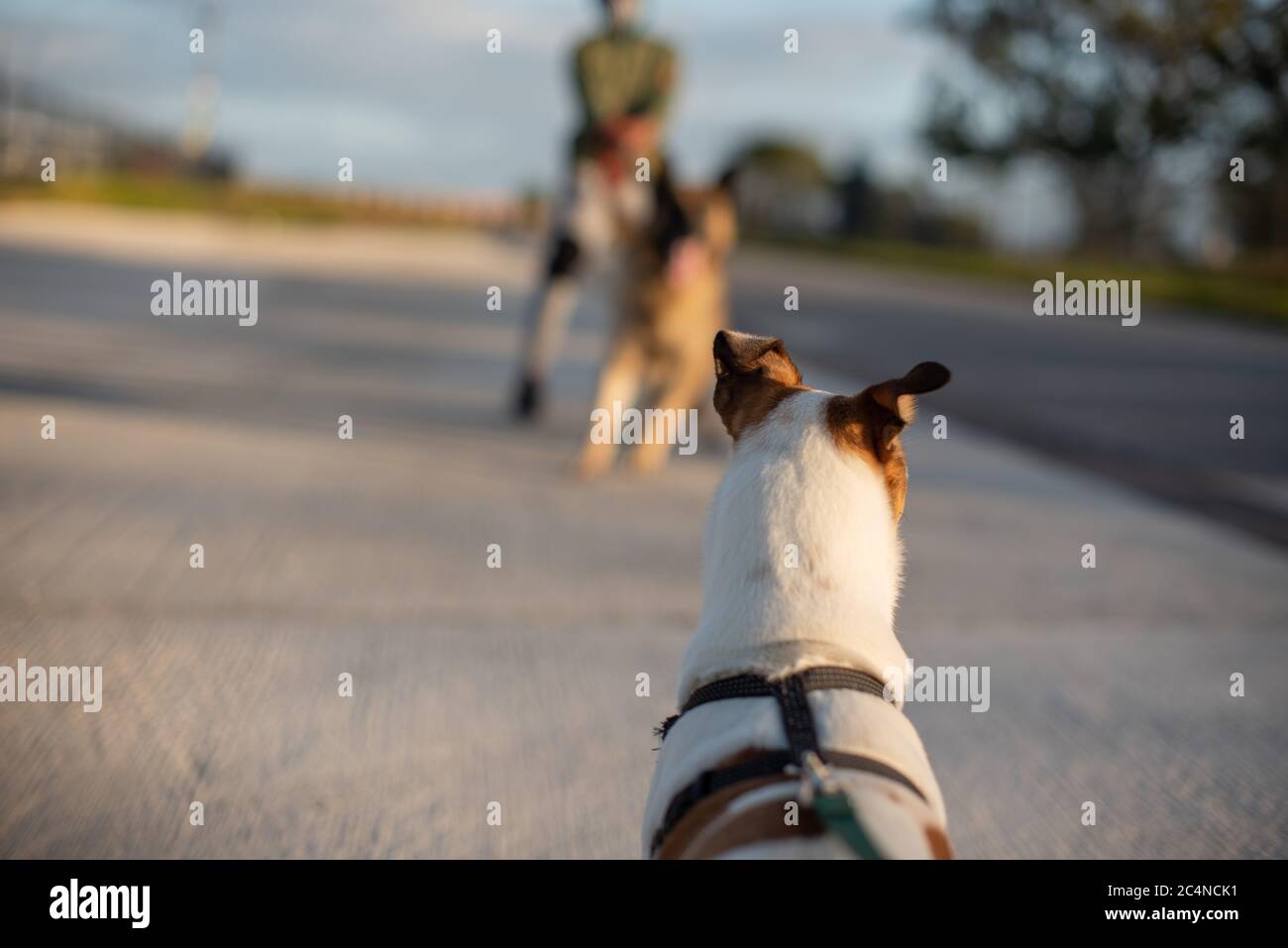 Pulling the ears of dog hi-res stock photography and images - Alamy