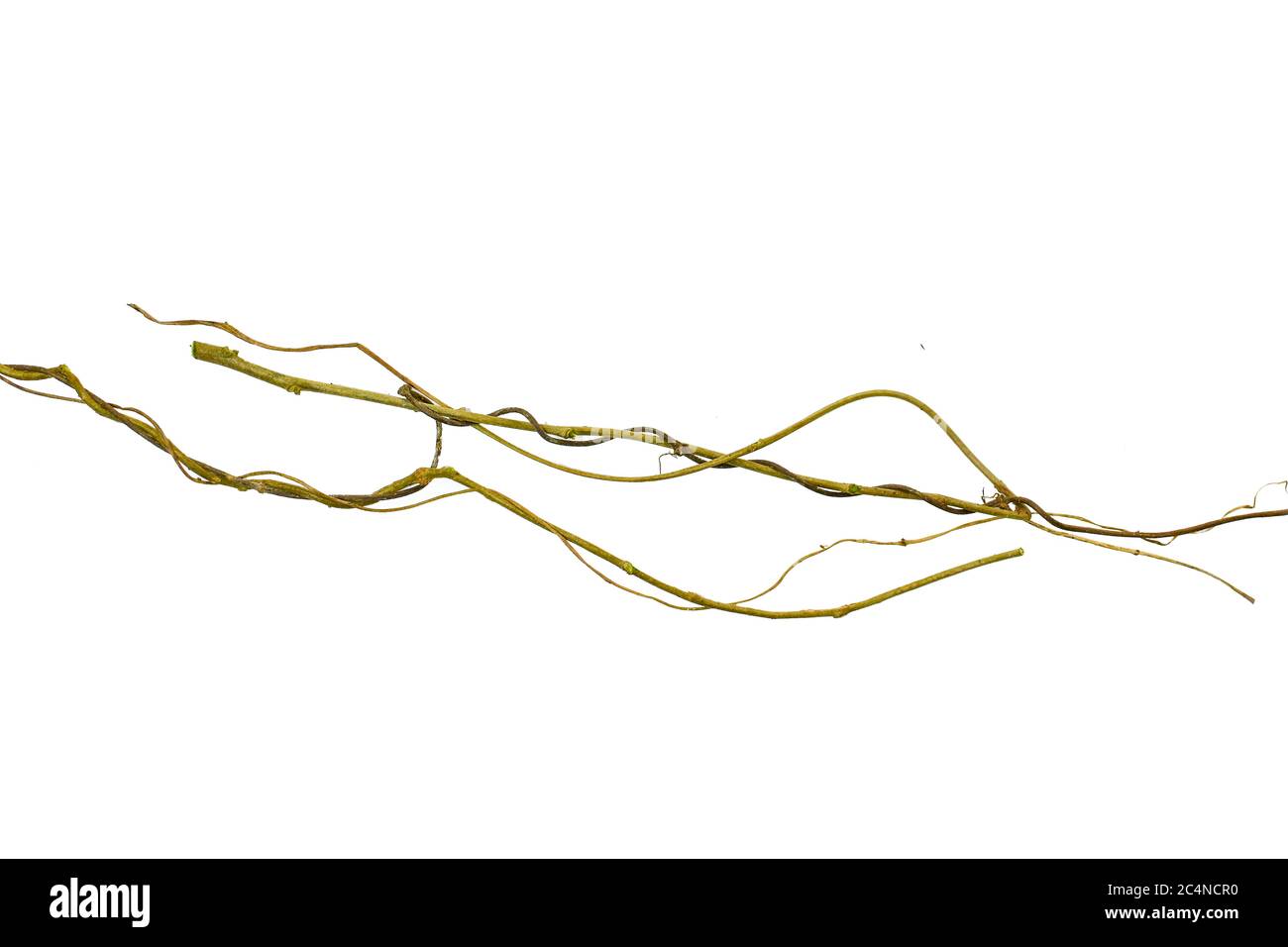 close up wood root. Spiral twisted jungle tree branch, vine liana plant ...