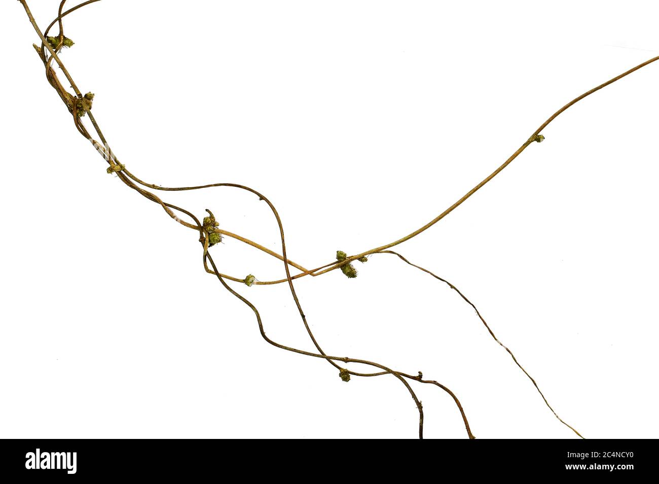 close up wood root. Spiral twisted jungle tree branch, vine liana plant ...