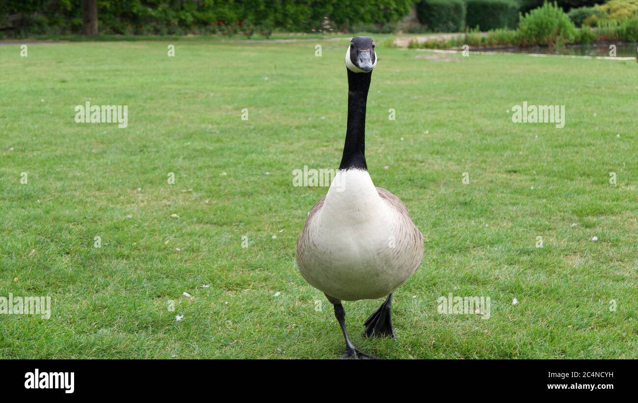Black and white goose walking across rough grass towards the camera ...
