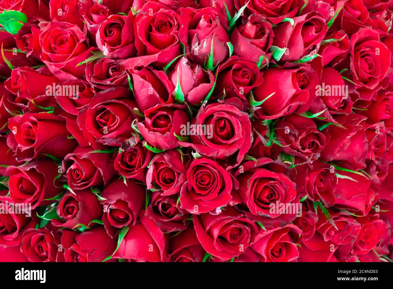 Plenty red natural roses seamless background. 101 rose pattern Stock ...