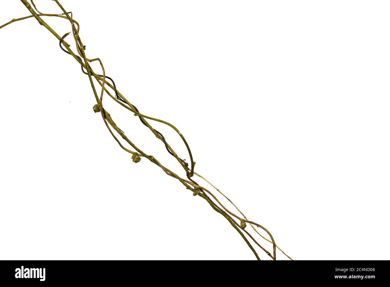 close up wood root. Spiral twisted jungle tree branch, vine liana plant ...