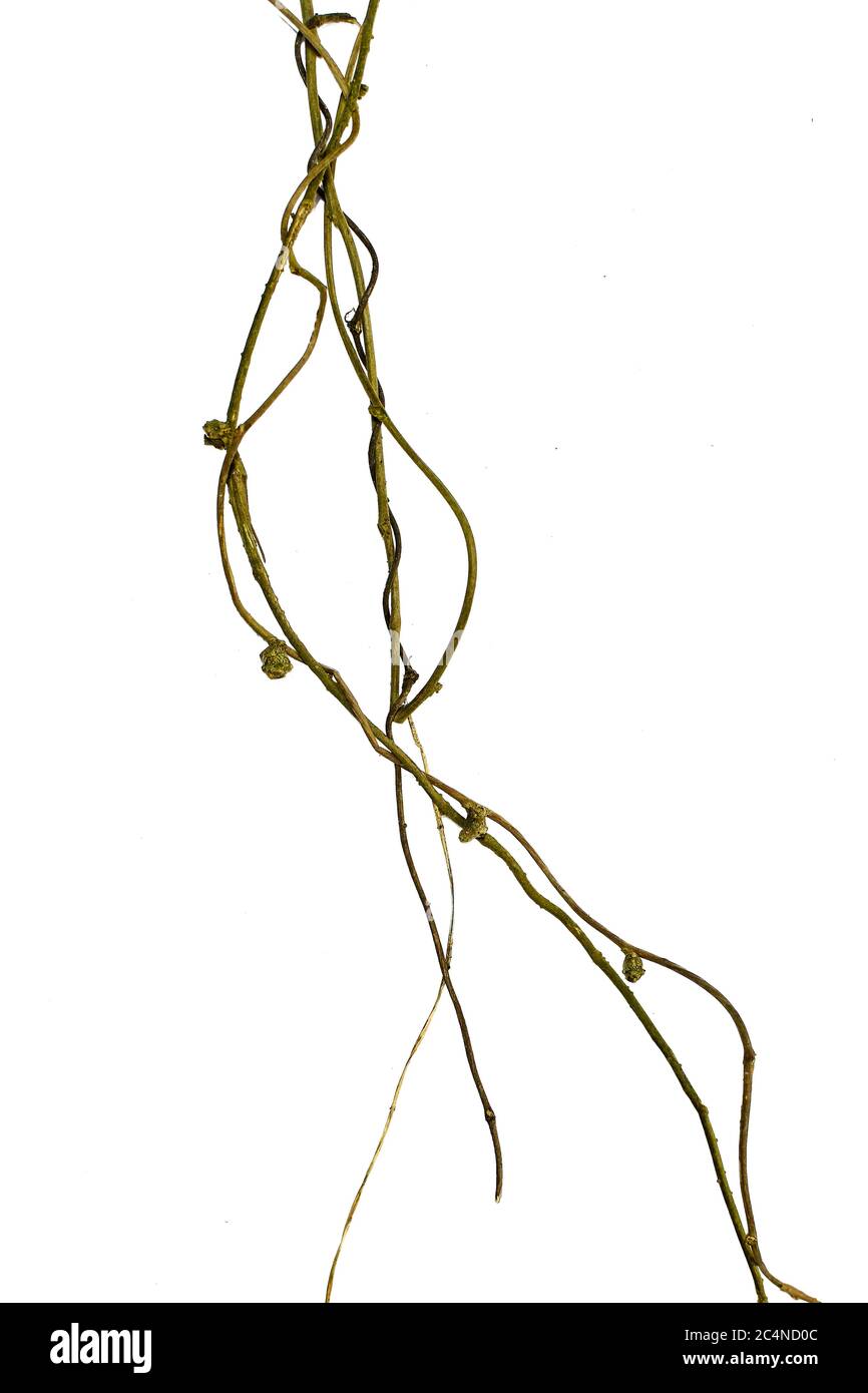 close up wood root. Spiral twisted jungle tree branch, vine liana plant ...