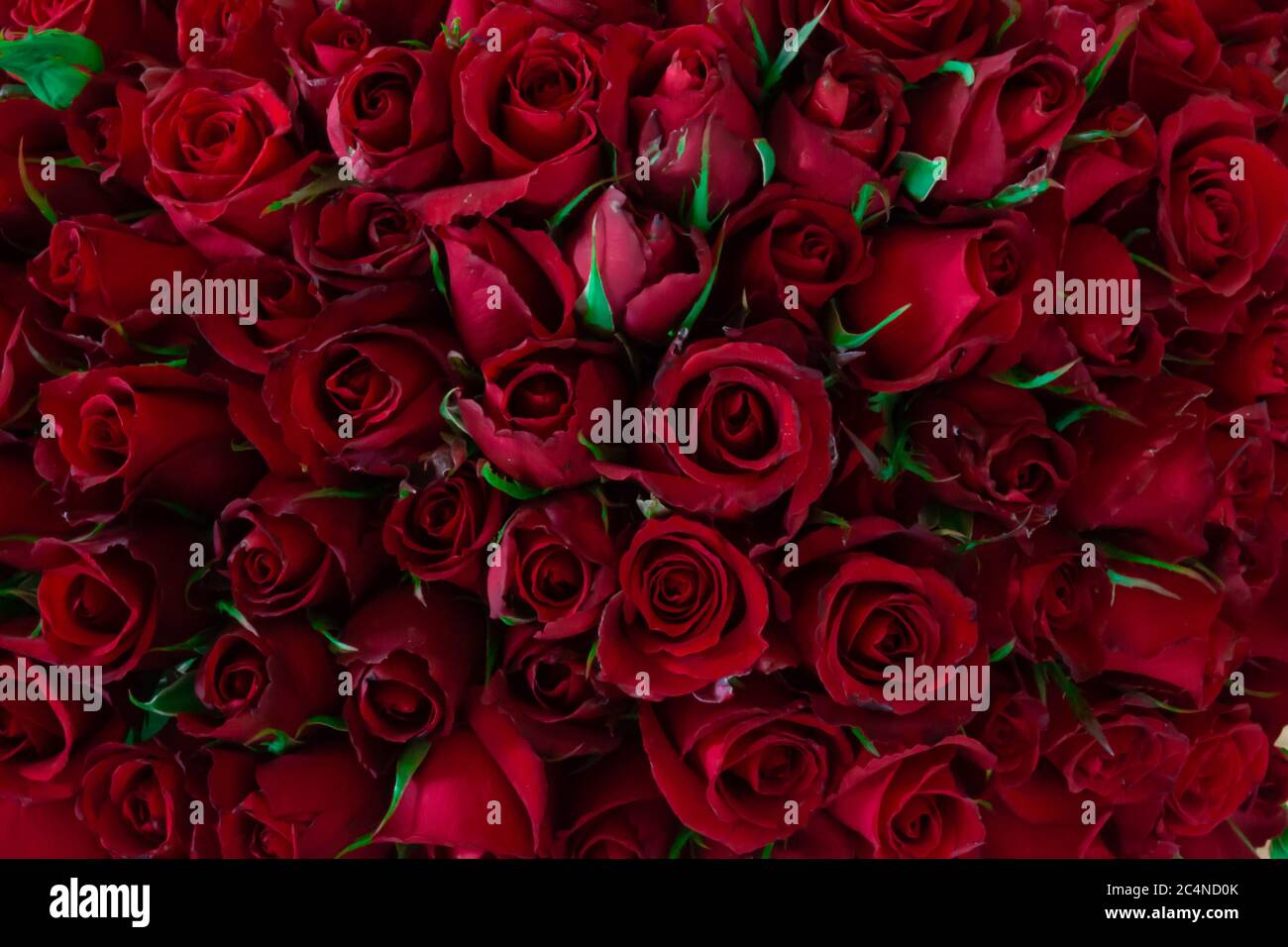 Plenty red natural roses seamless background. 101 rose pattern Stock ...