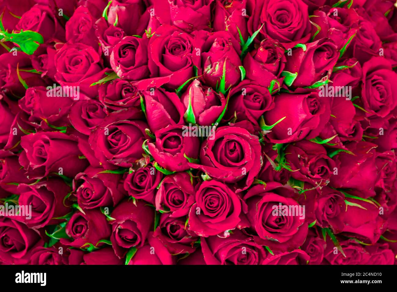 Plenty red natural roses seamless background. 101 rose pattern Stock ...