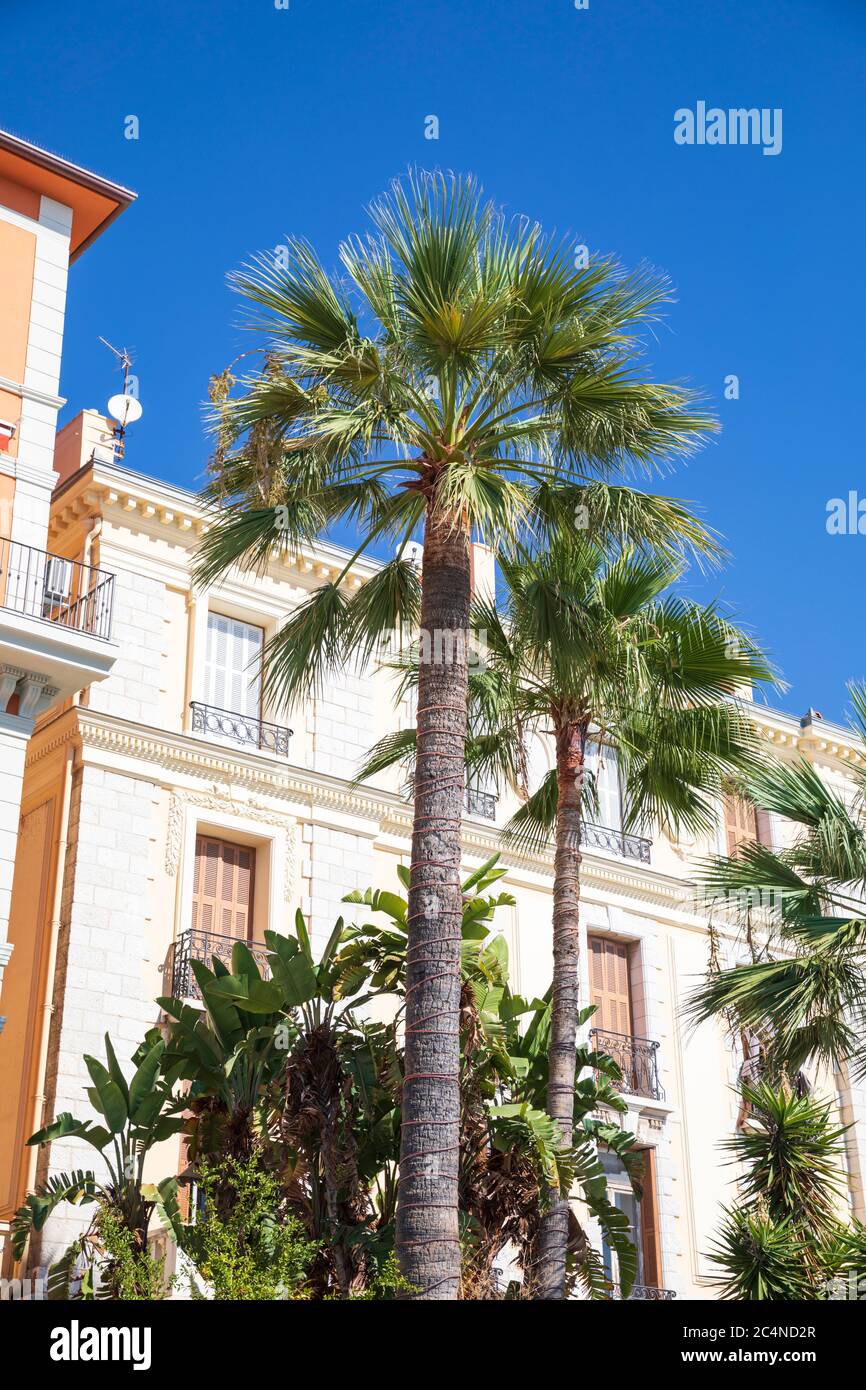 Palm tree on Promenade du Soleil, Menton, France Stock Photo - Alamy