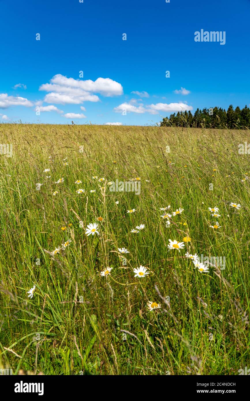 Forest, landscape, pasture with high grass, expanse, clouds, summer in ...