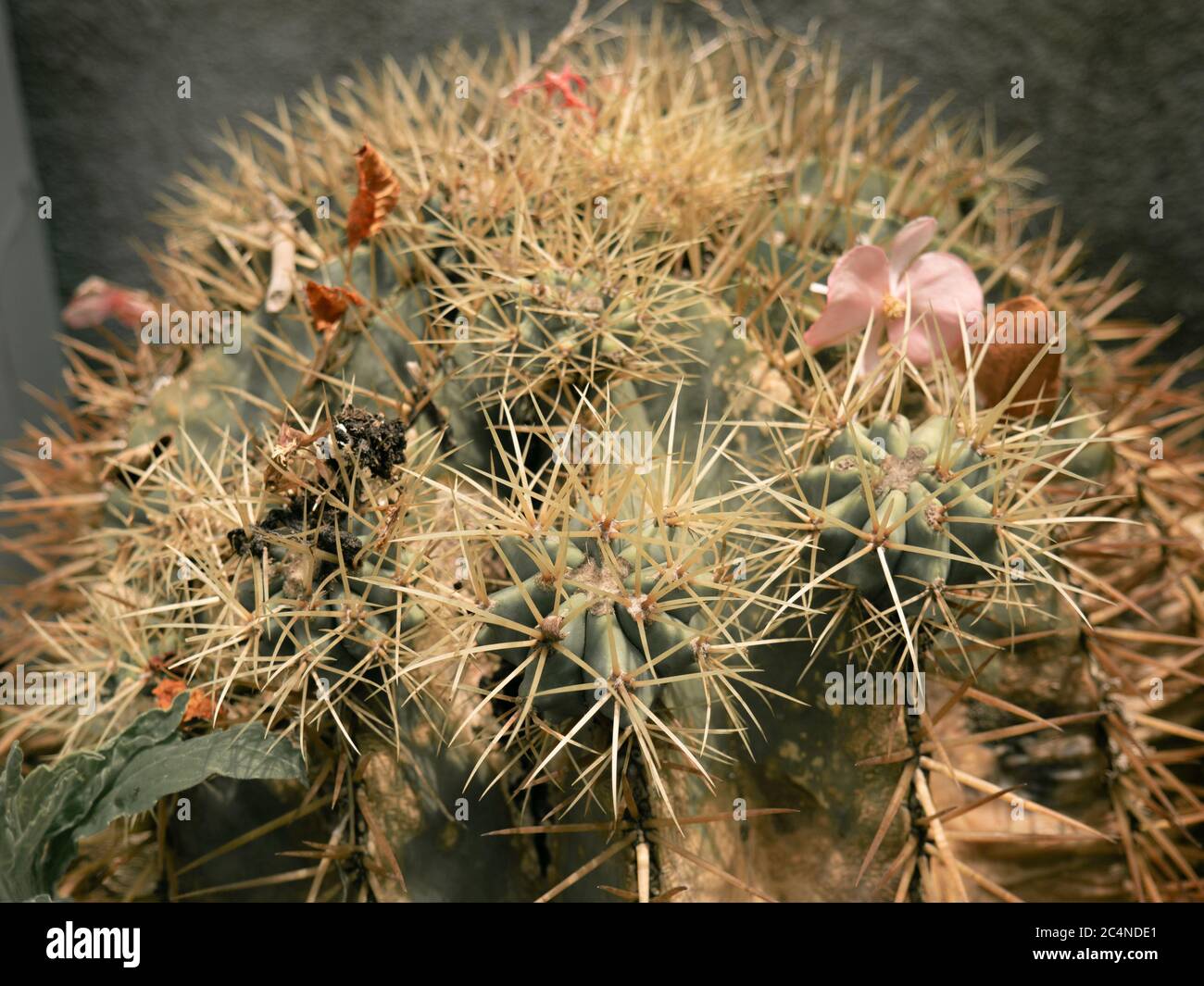 Selective focus shot of the san pedro cactus blooming Stock Photo - Alamy