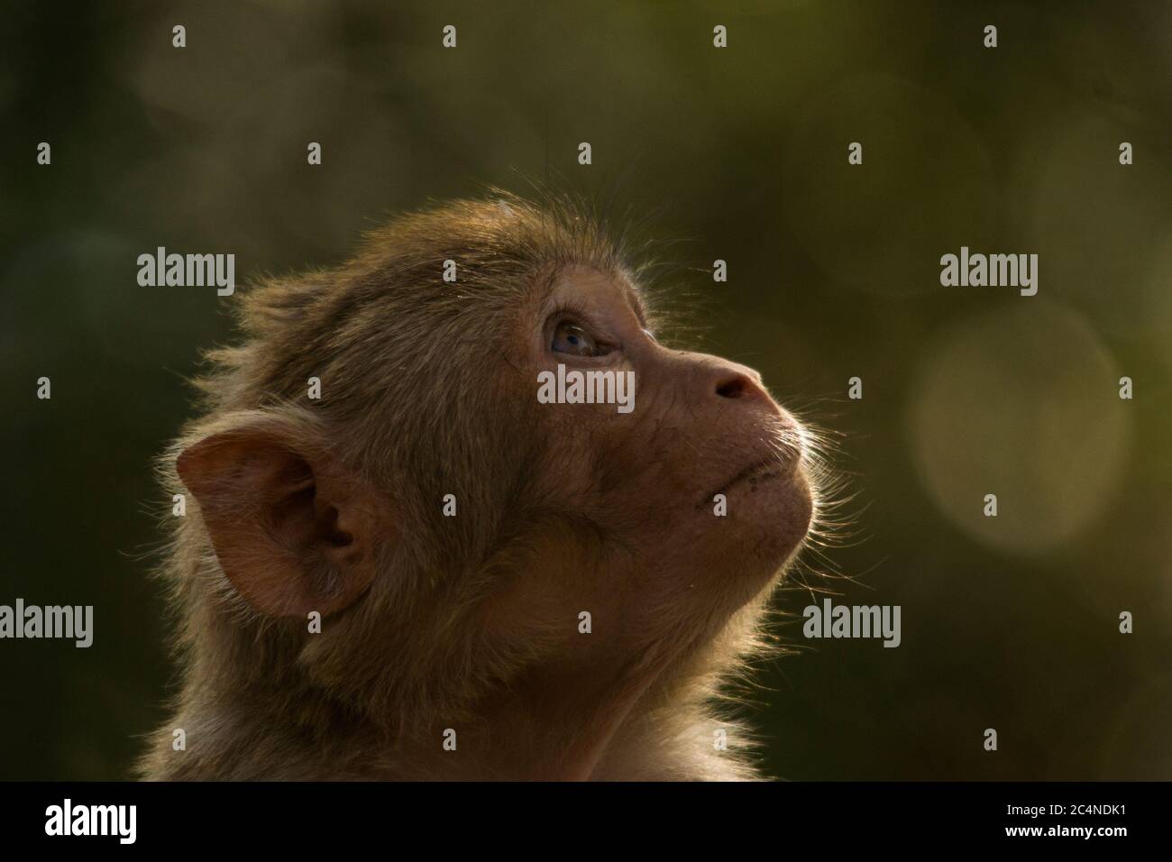 a cute monkey in thoughtful pose Stock Photo - Alamy