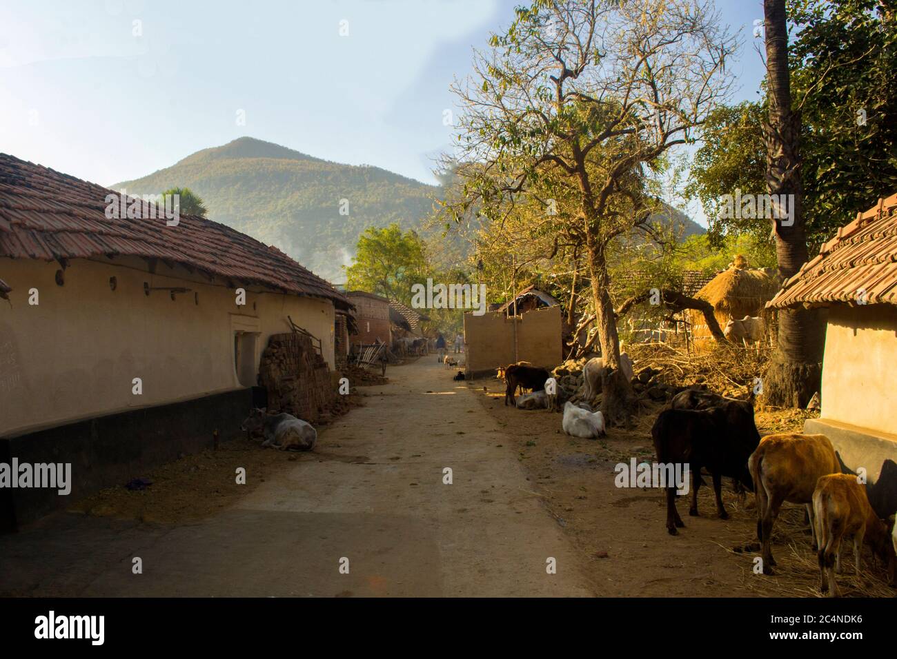 village path in the morning with huts cows and hills in background ...