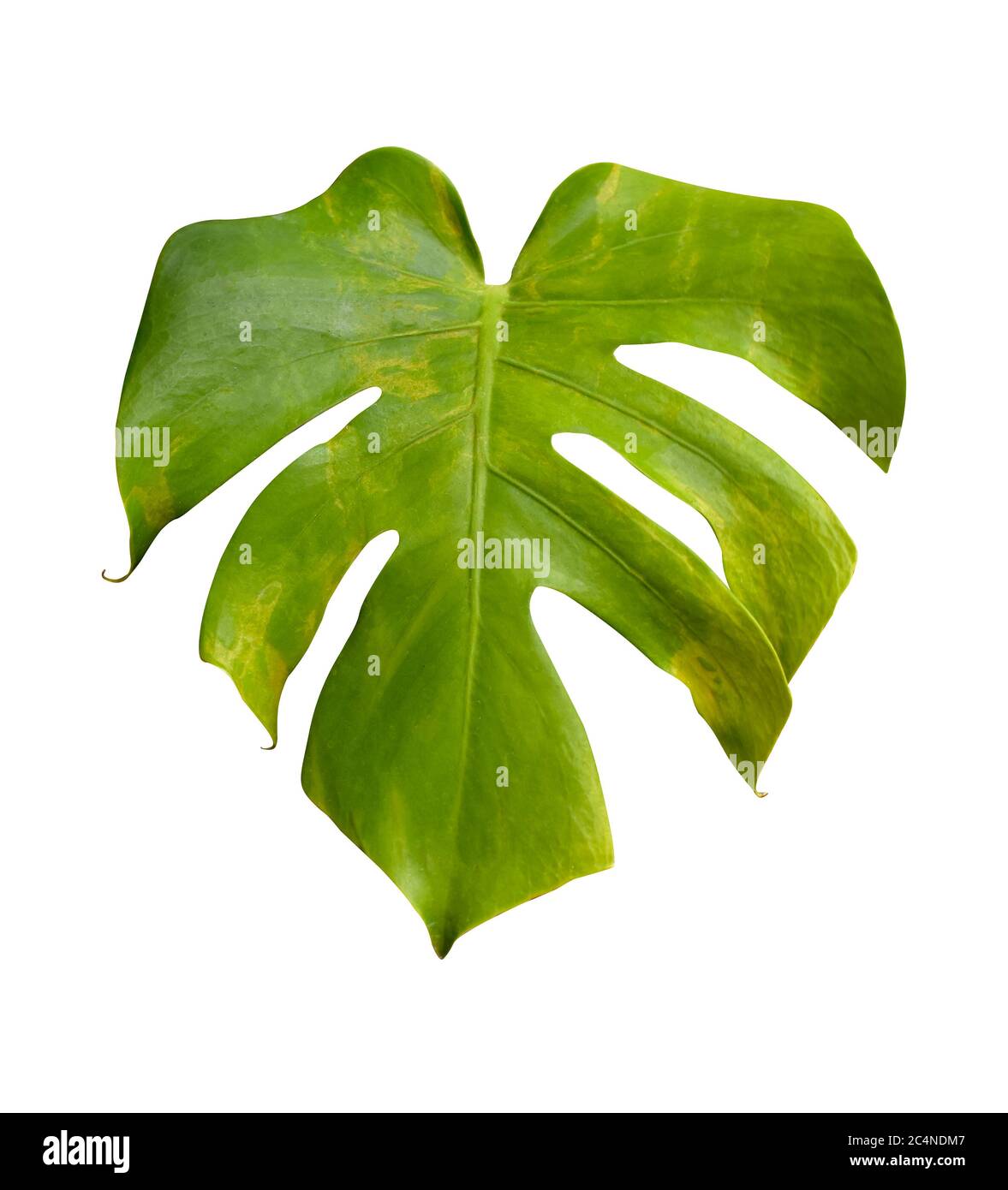 Tropical leaves of native Monstera (Epipremnum pinnatum) liana plant ...