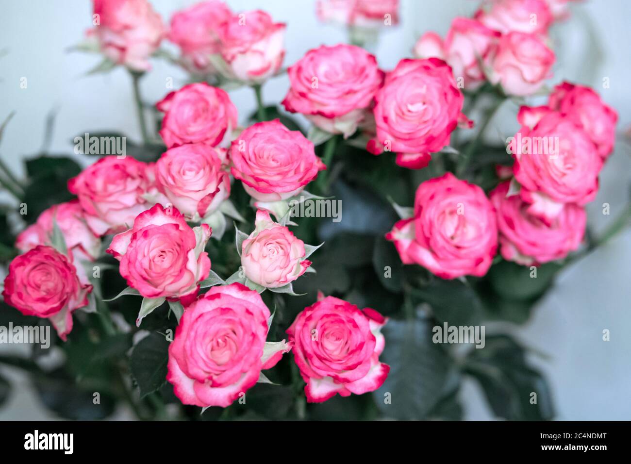 Beautiful bouquet of soft pink roses. Background Stock Photo - Alamy
