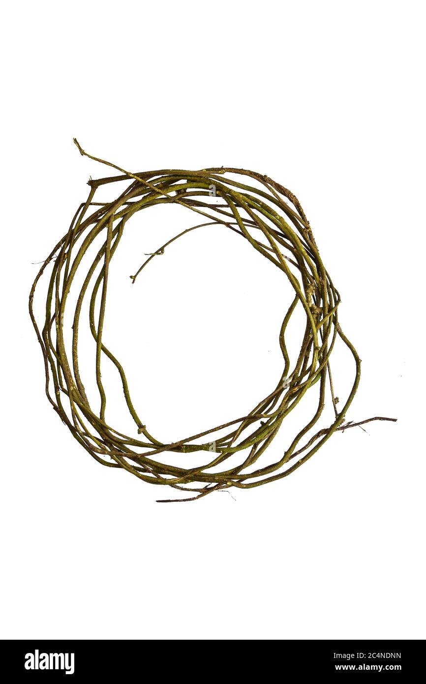 close up wood root. Spiral twisted jungle tree branch, vine liana plant ...