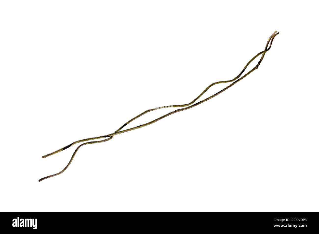 close up wood root. Spiral twisted jungle tree branch, vine liana plant ...