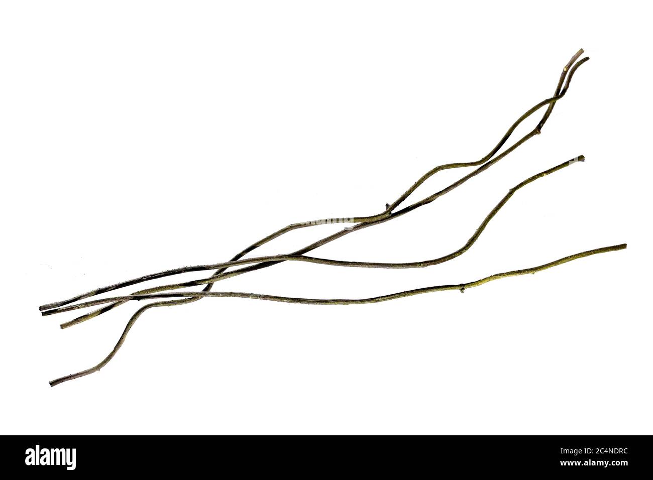 close up wood root. Spiral twisted jungle tree branch, vine liana plant ...