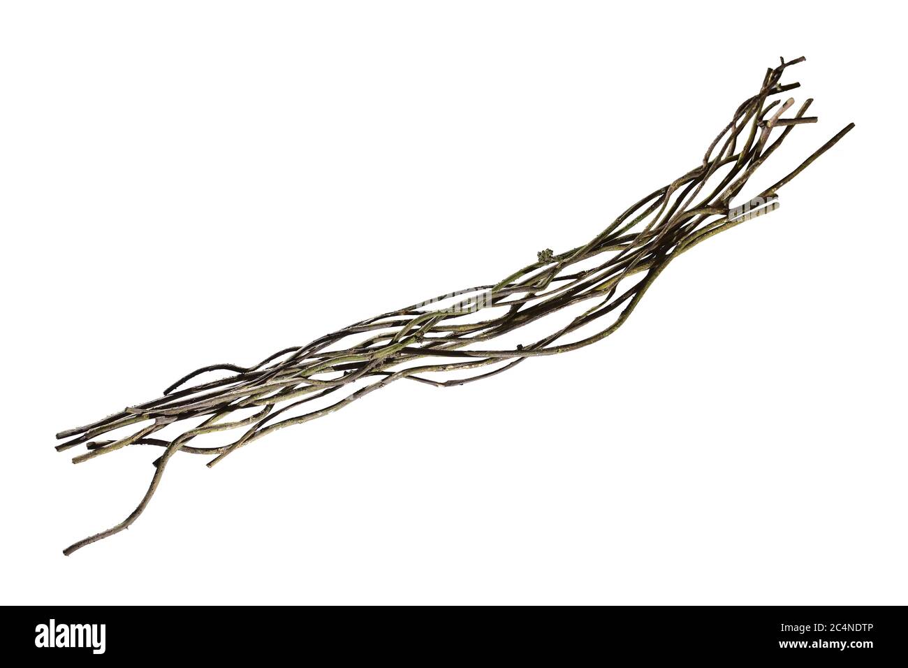 close up wood root. Spiral twisted jungle tree branch, vine liana plant ...