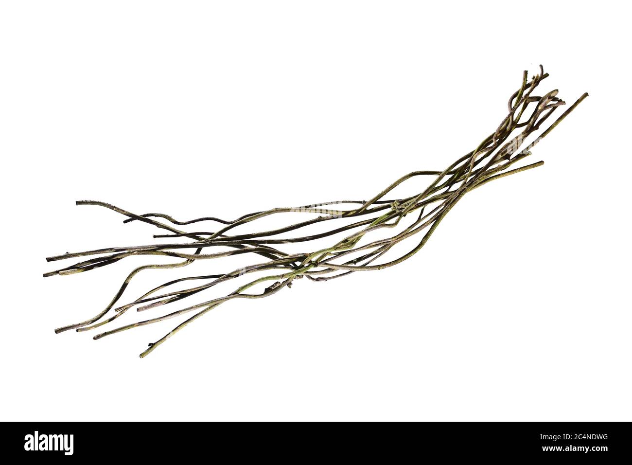 close up wood root. Spiral twisted jungle tree branch, vine liana plant ...