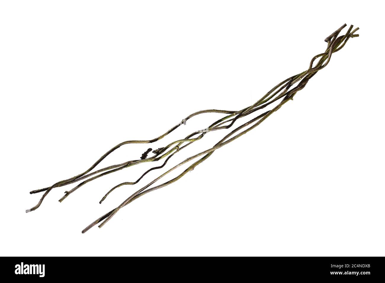 close up wood root. Spiral twisted jungle tree branch, vine liana plant ...