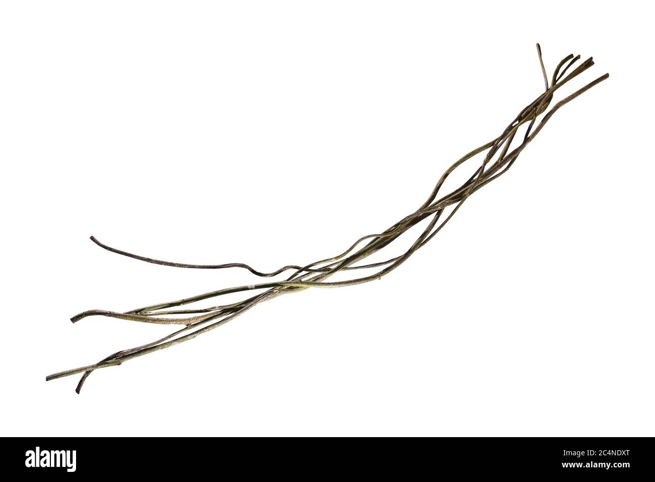 close up wood root. Spiral twisted jungle tree branch, vine liana plant ...