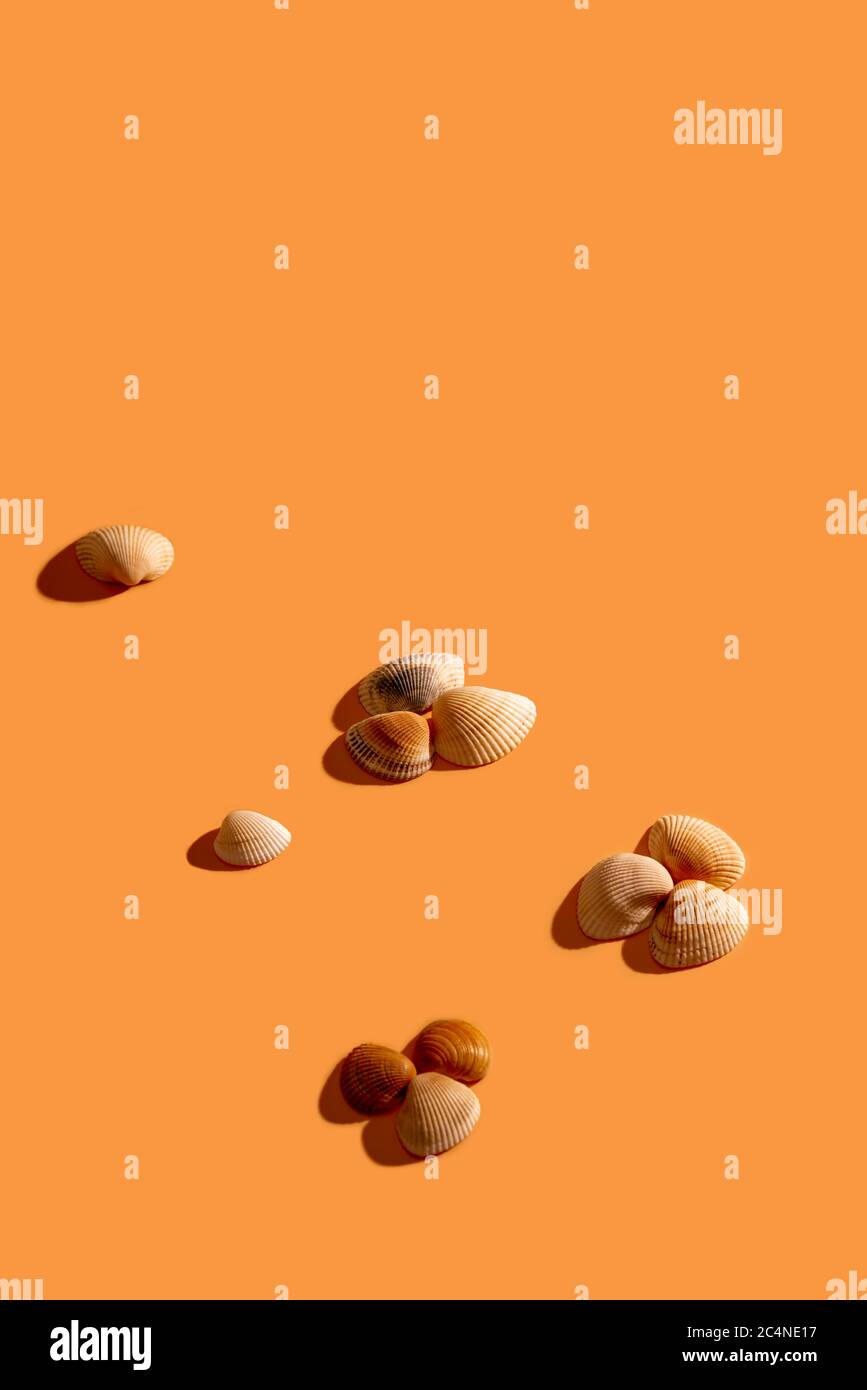 Flat top shells hi-res stock photography and images - Alamy