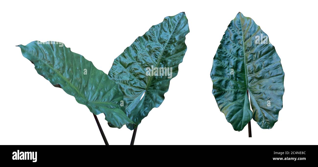 various kinds, collections Large heart shaped green leaves of Elephant ...