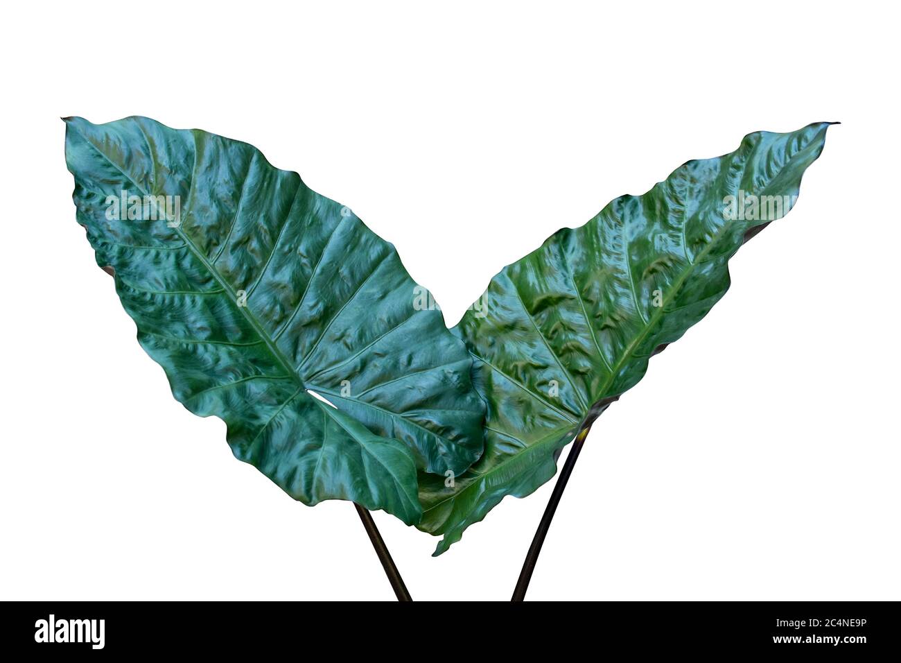 Large heart shaped green leaves of Elephant ear or taro (Colocasia ...