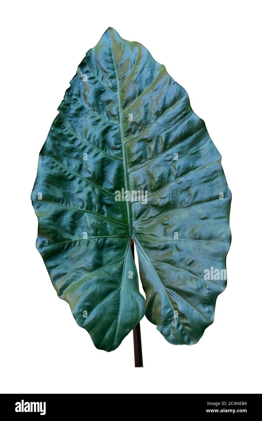 Large heart shaped green leaves of Elephant ear or taro (Colocasia ...
