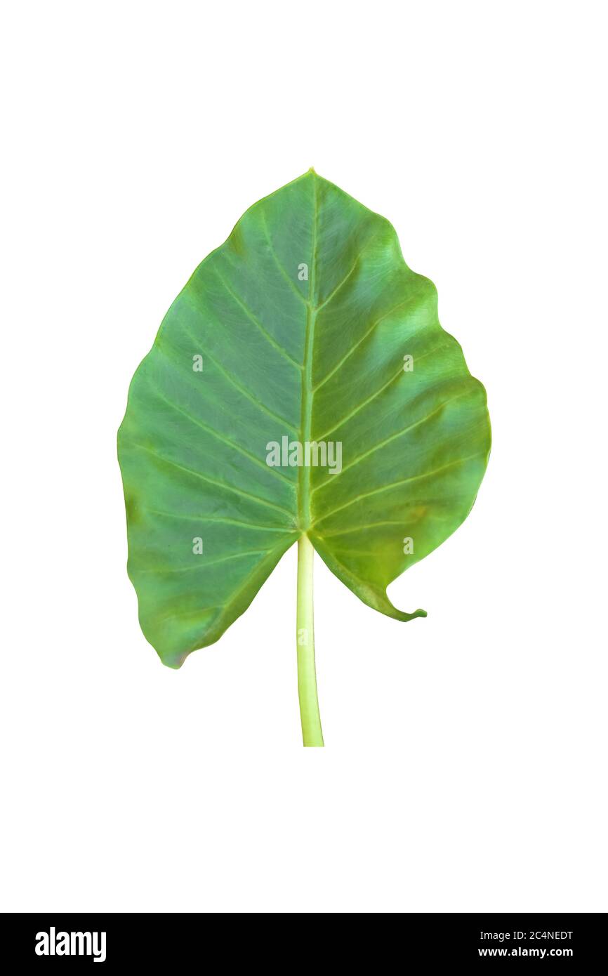 Large heart shaped green leaves of Elephant ear or taro (Colocasia ...