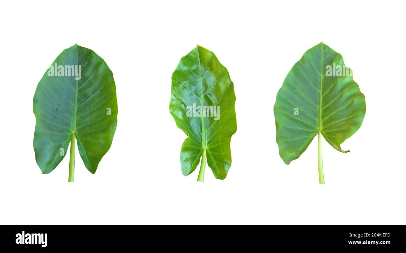 various kinds, collections Large heart shaped green leaves of Elephant ...