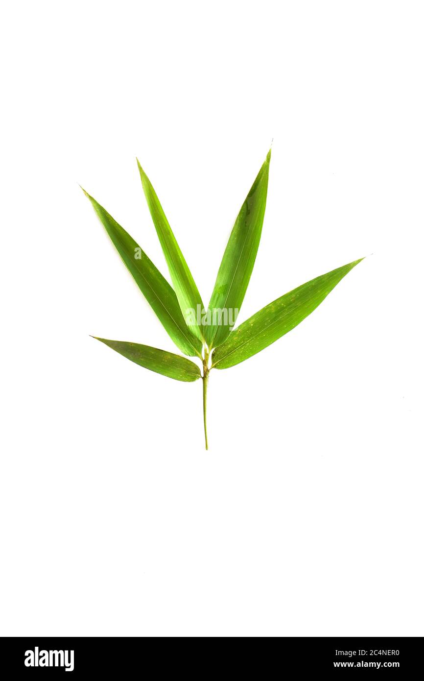 Single Bamboo Leaf