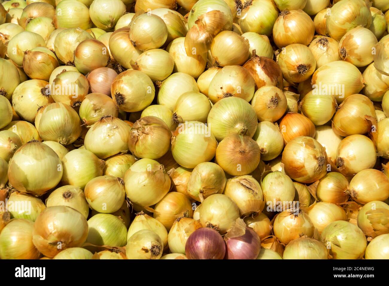 Unpeeled round brown onions hi-res stock photography and images - Alamy