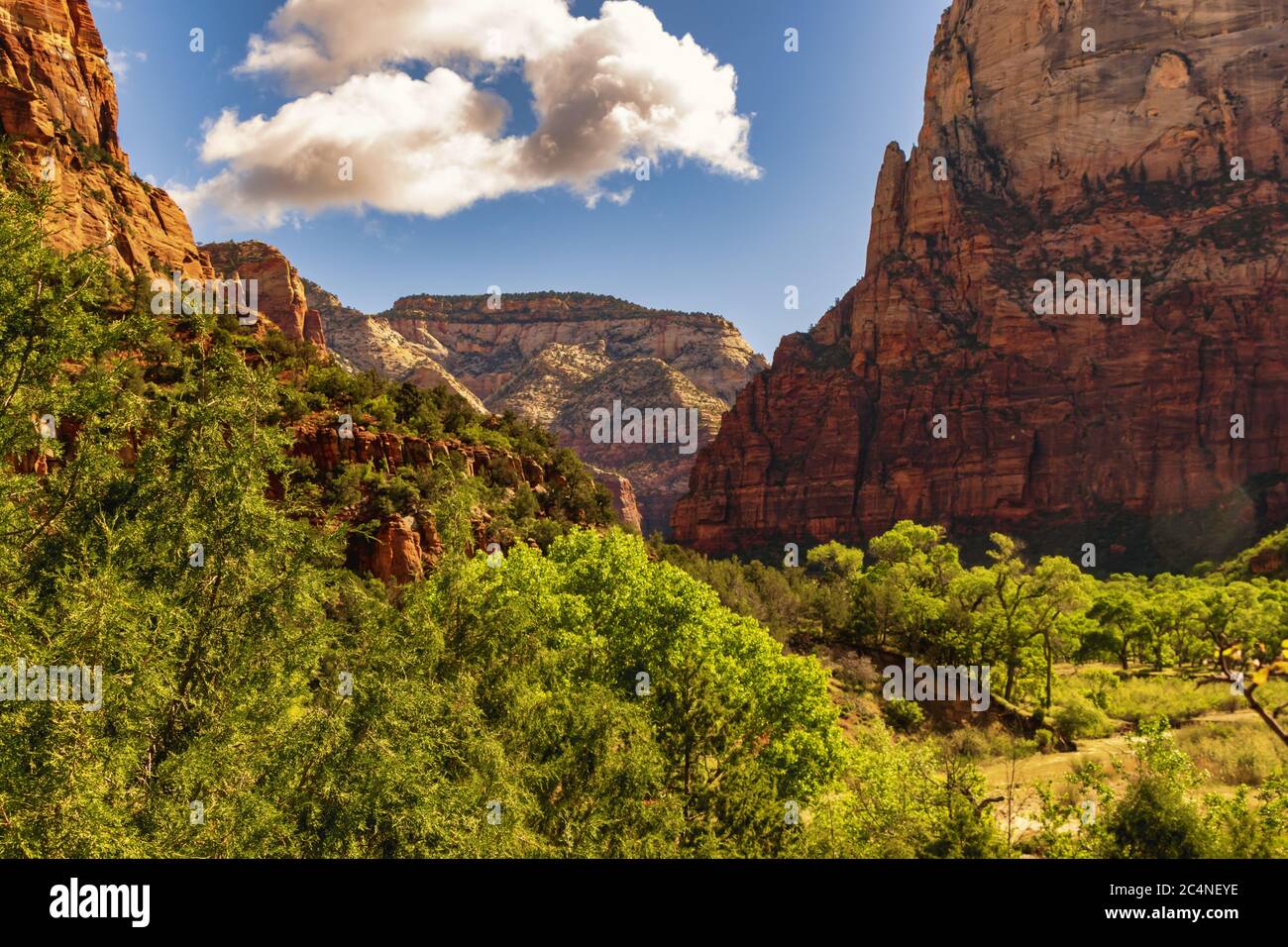 Beautiful scenery of the famous red cliffs at the Zion National Park ...