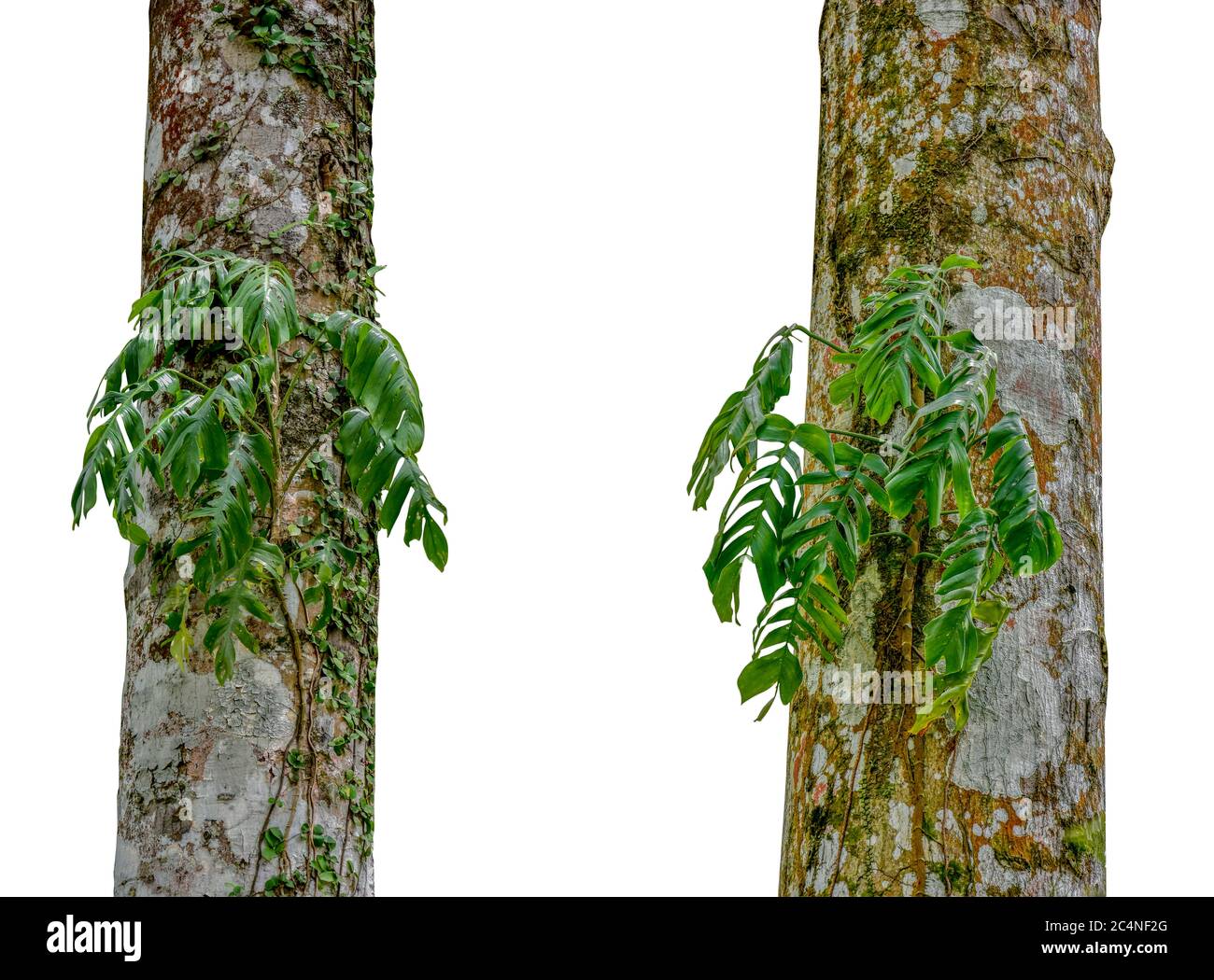 Monstera deliciosa illustration hi-res stock photography and images - Alamy