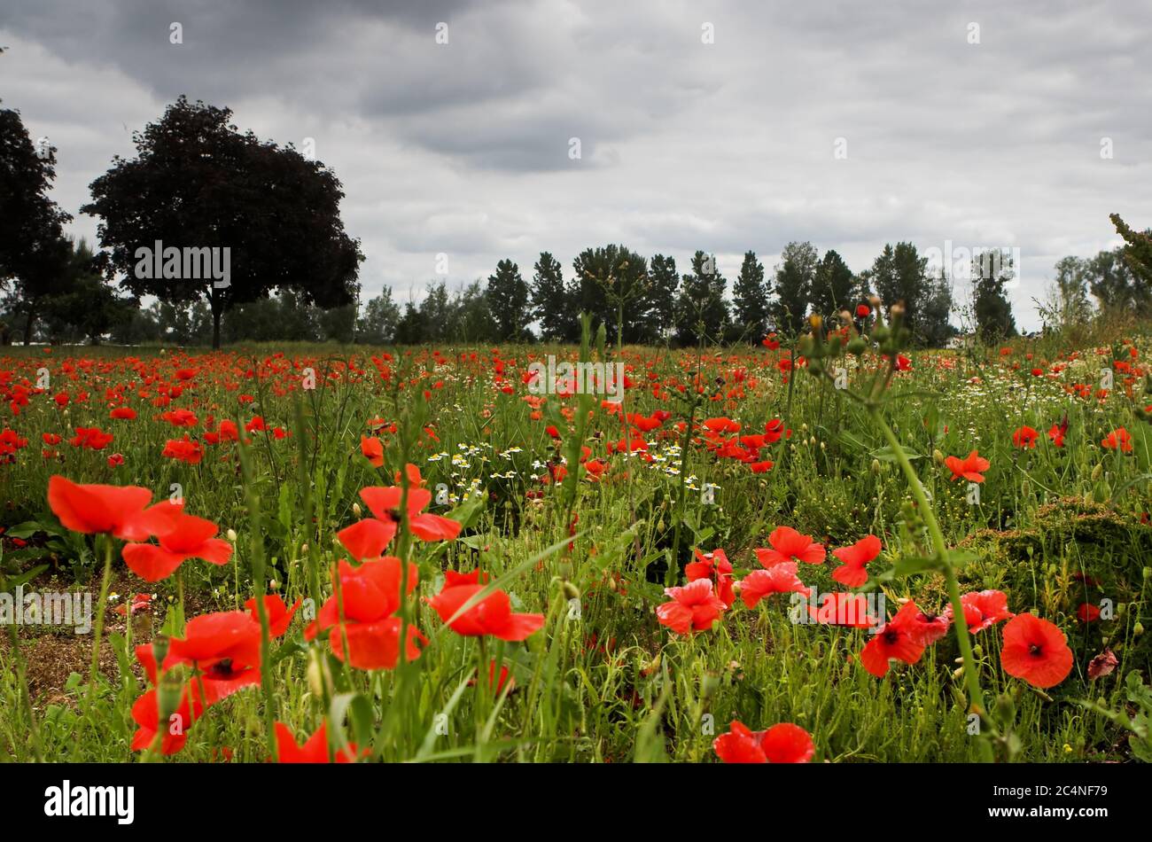 Poppy field and solitary tree Stock Photo - Alamy