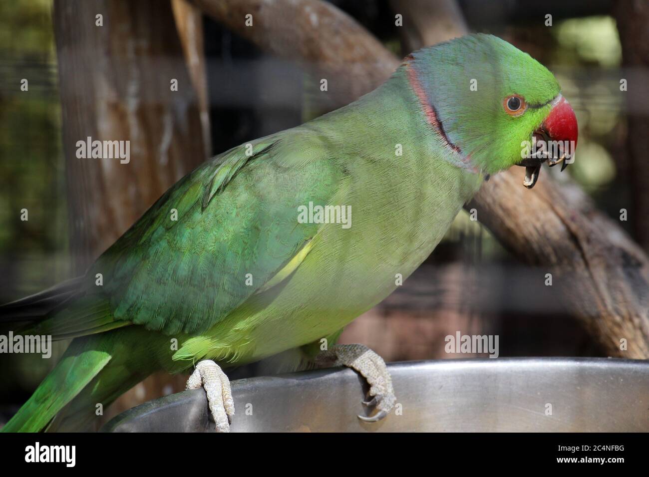 Edelsittich hi-res stock photography and images - Alamy