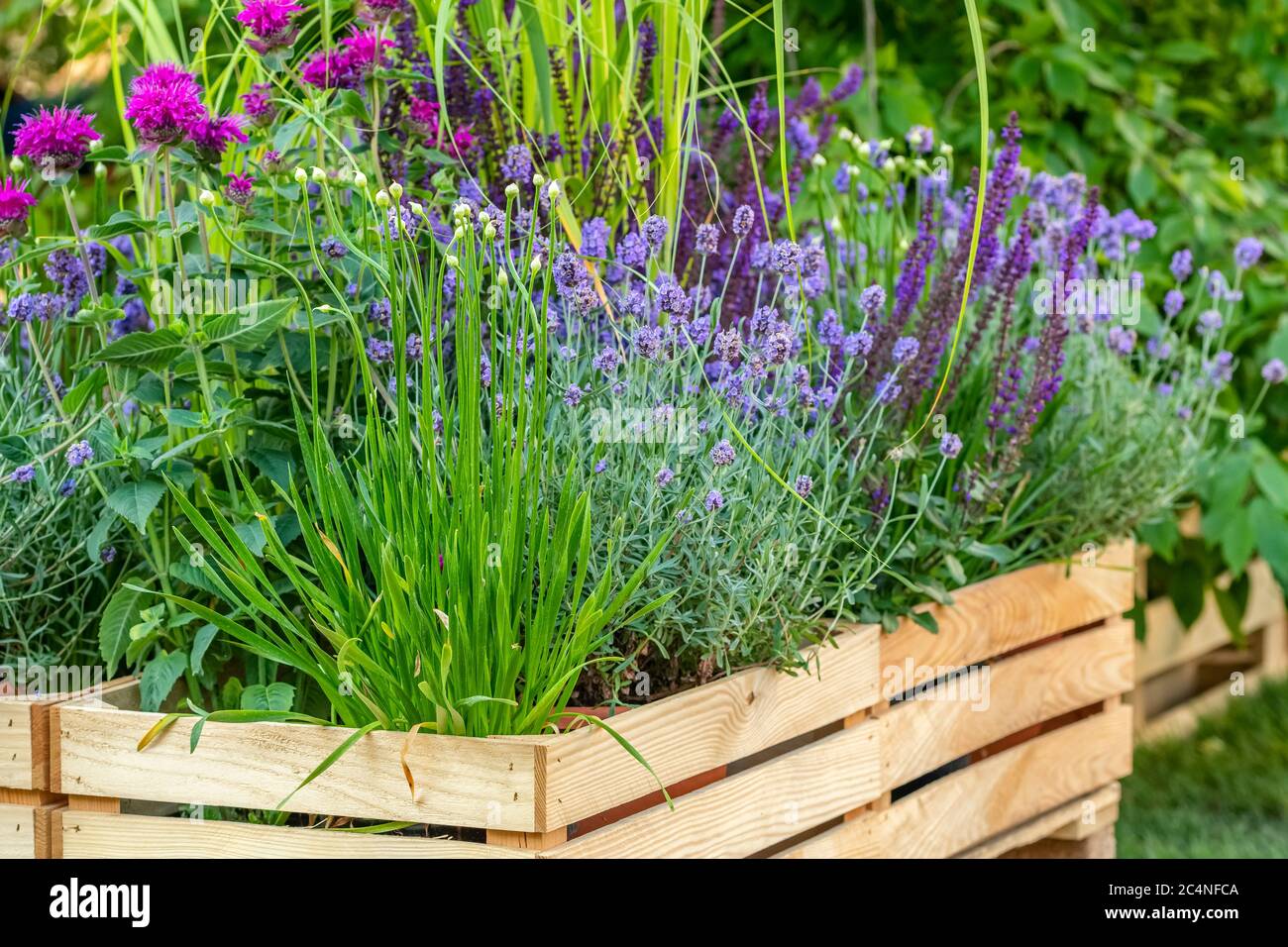 Garden box and lavender hi-res stock photography and images - Alamy